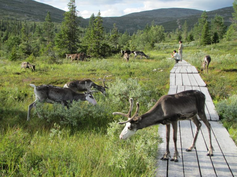 Peatlands and Biodiversity - International Peatland Society
