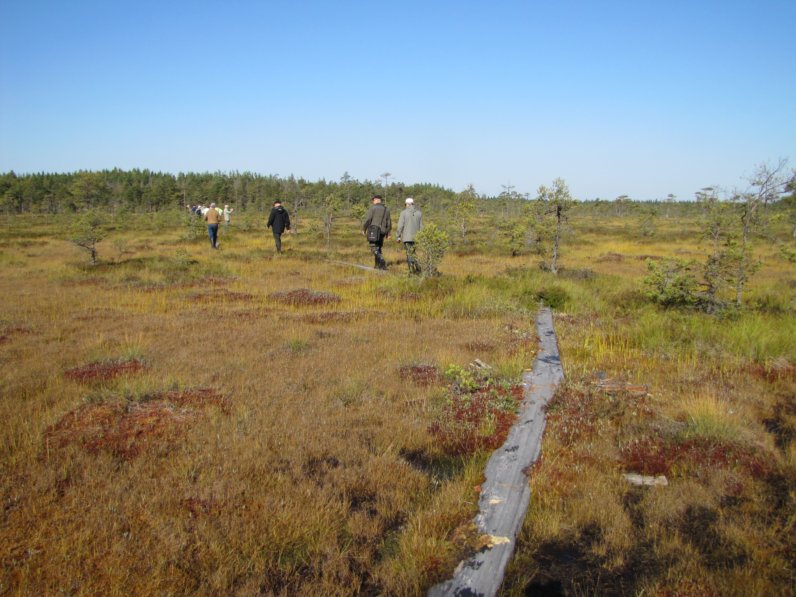 Rate of peat accumulation and terrestrialisation - International ...