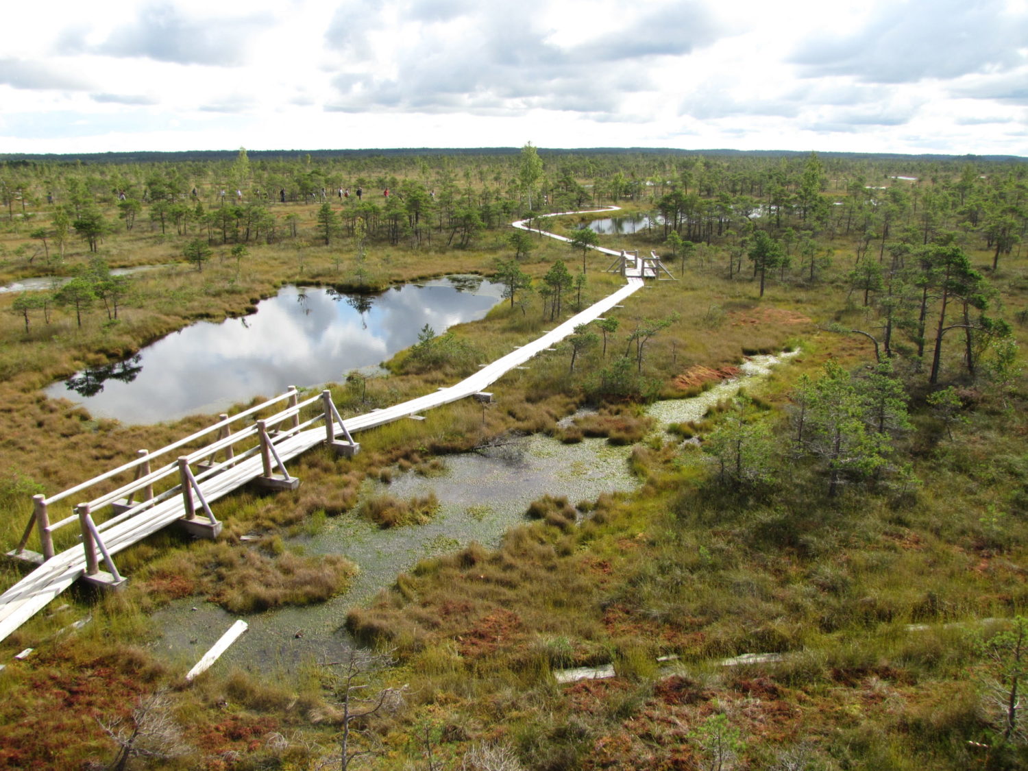 Second World Peatlands Day - International Peatland Society