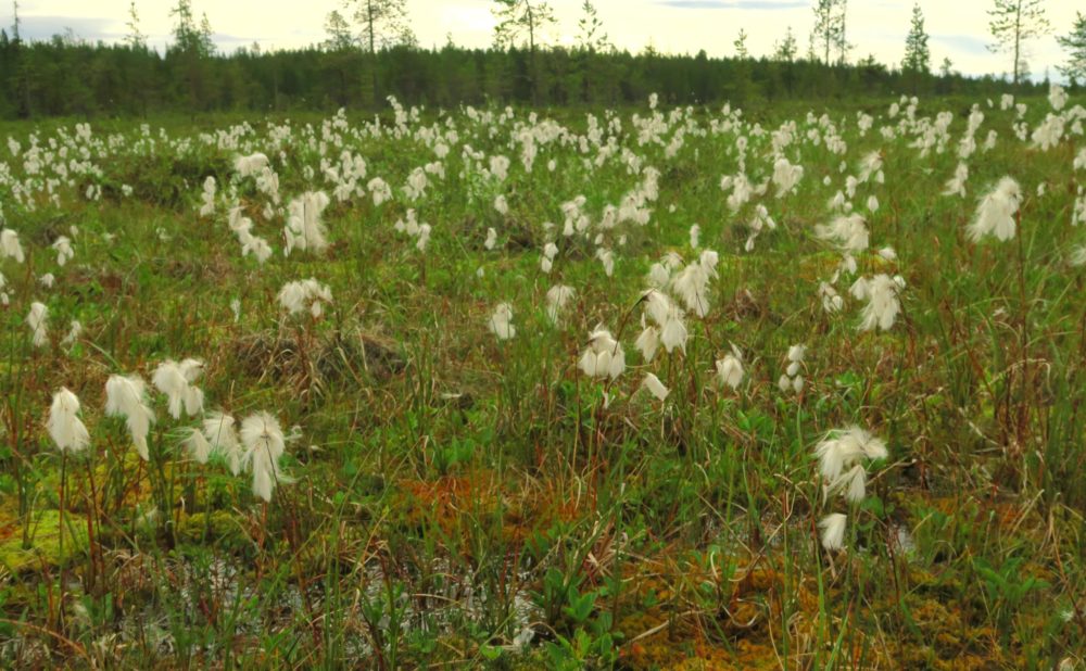 Finnish Webinar Series: Peat, Science and the Future - International ...